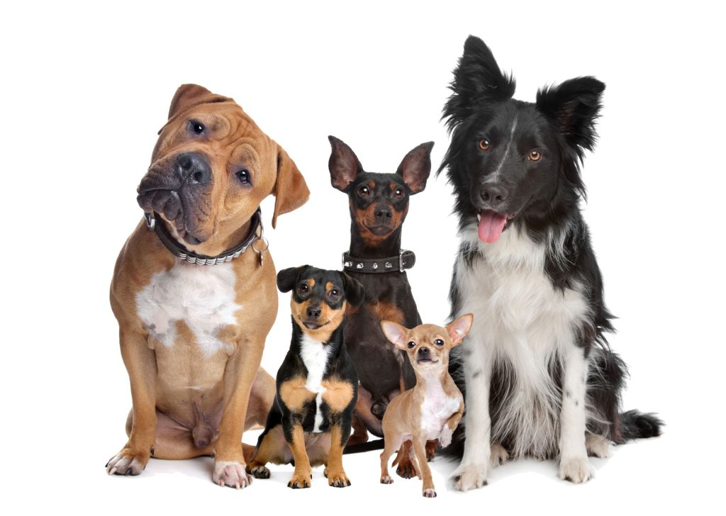 Understanding Different Dog Breeds | Dog Insider