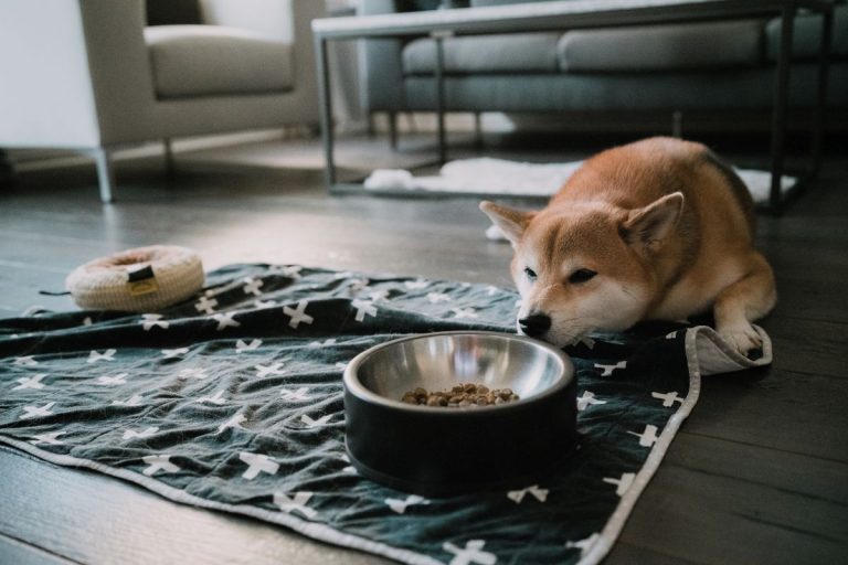 Why You Need To Know The Signs Of Poor Gut Health In Dogs | Dog Insider