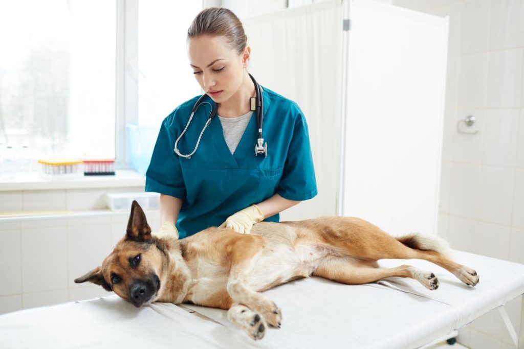 Recognizing And Treating Urinary Tract Infections in Dogs | Dog Insider