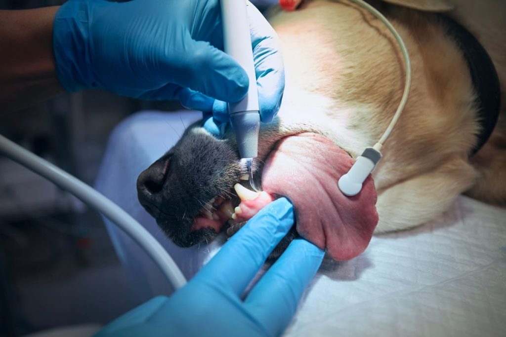 Dental Health for Dogs: Preventing Tooth Decay and Gum Disease | Dog ...
