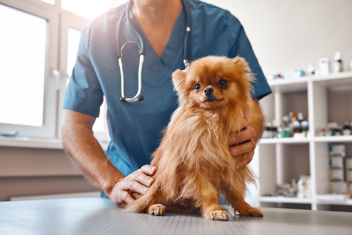 What Is Canine Chronic Bronchitis? | Dog Insider