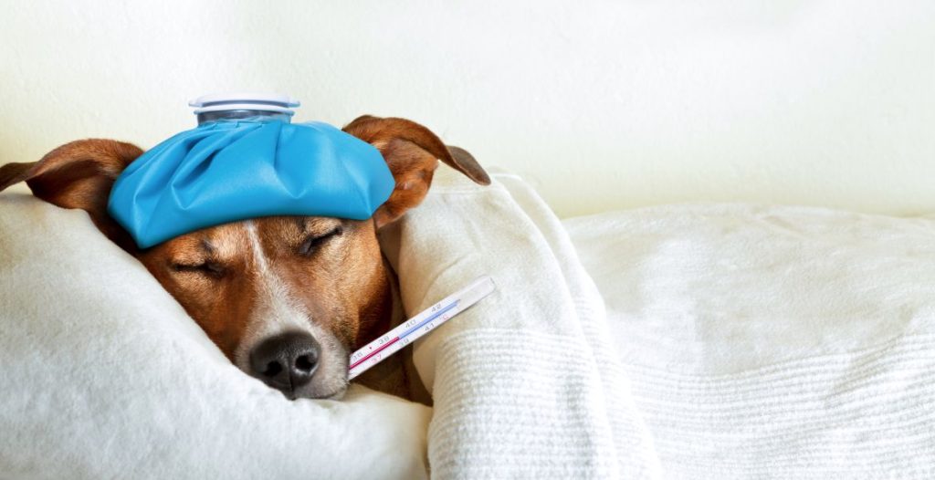 What Is Canine Chronic Bronchitis? | Dog Insider