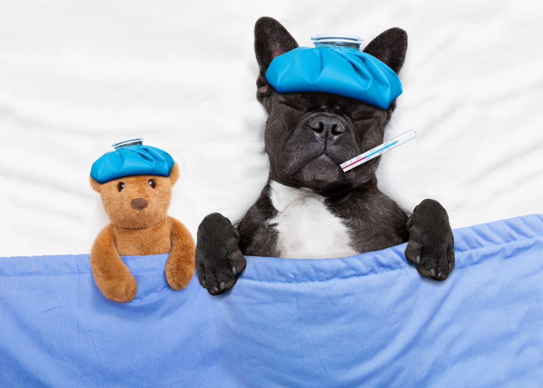 What Is Canine Chronic Bronchitis? | Dog Insider