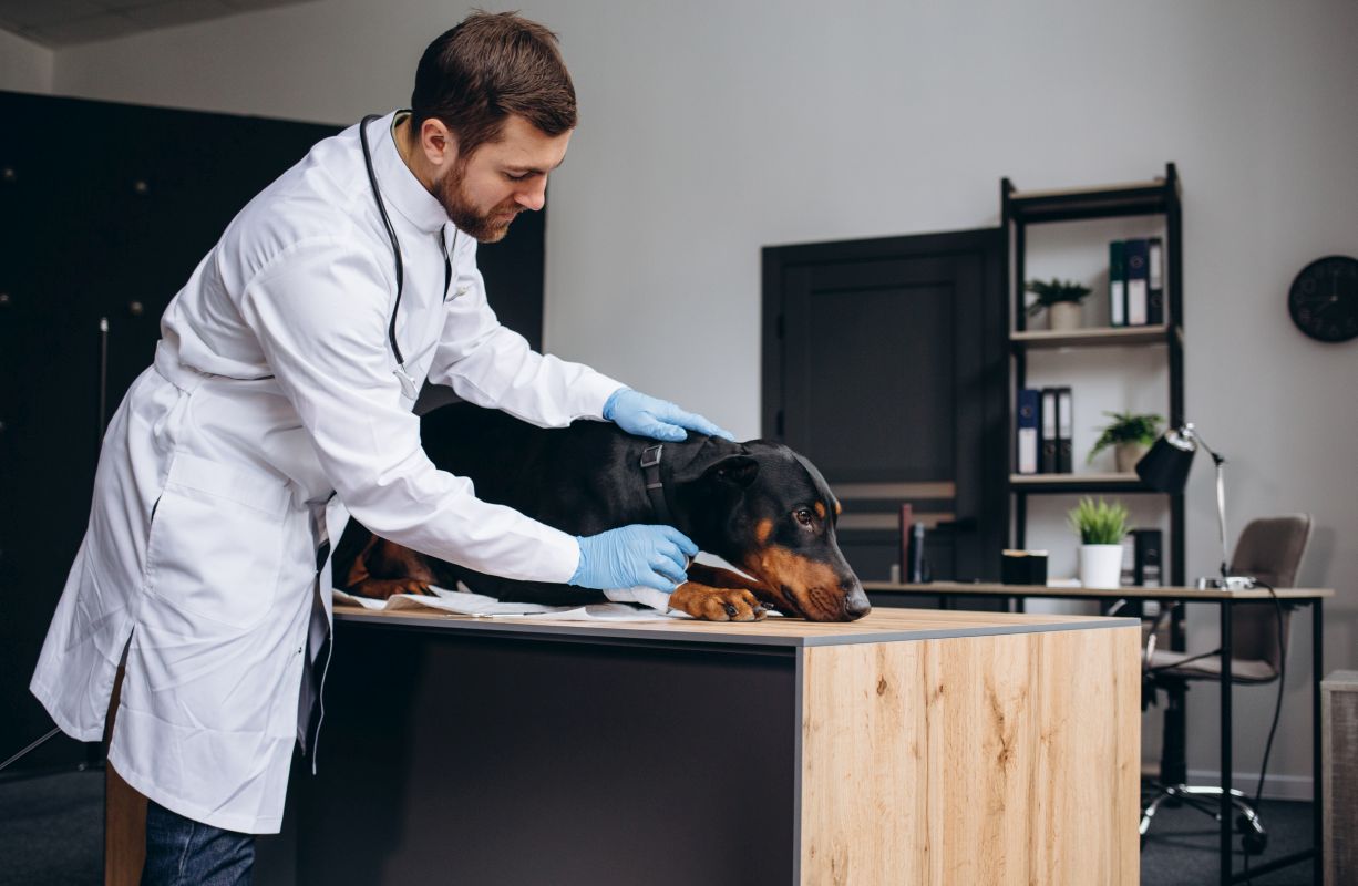 Common Dog Health Issues and Their Symptoms | Dog Insider