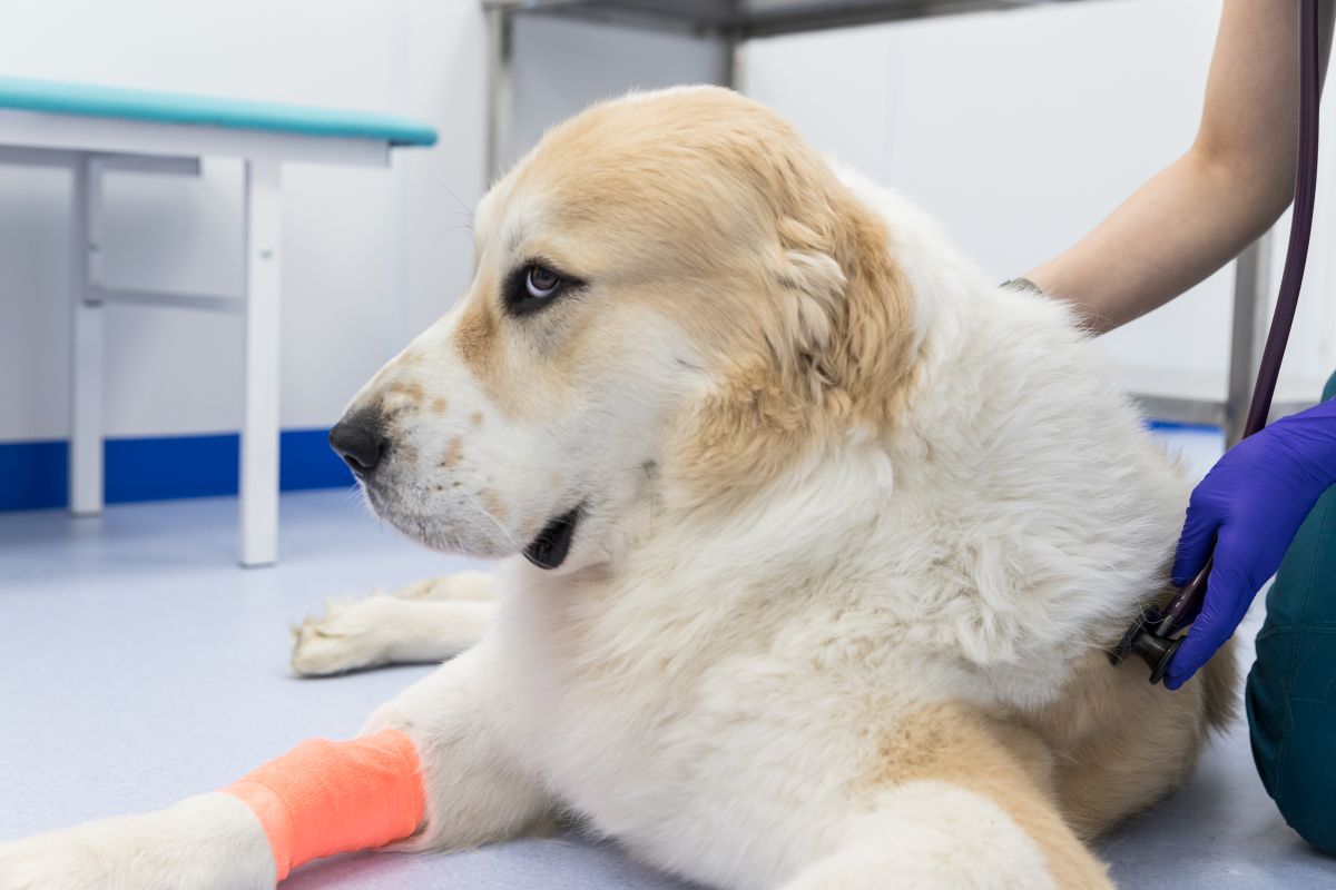 Common Dog Health Issues and Their Symptoms | Dog Insider