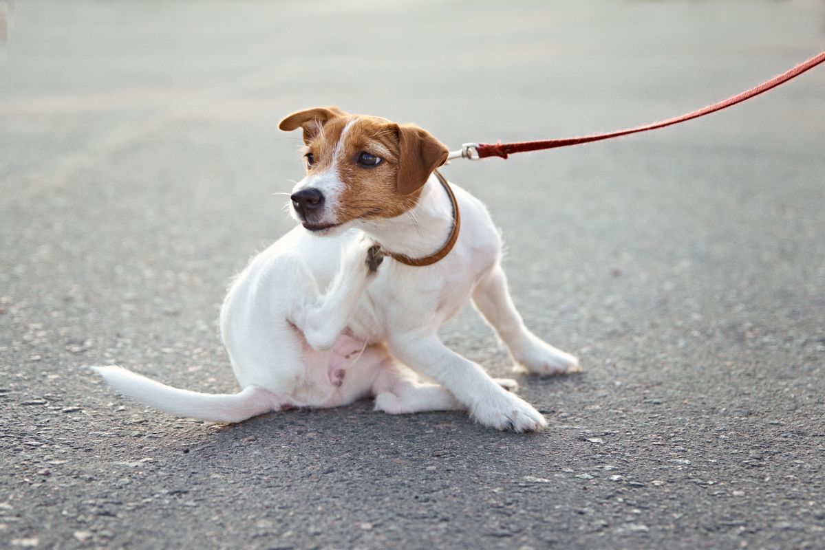 Identifying and Treating Parasites in Dogs | Dog Insider