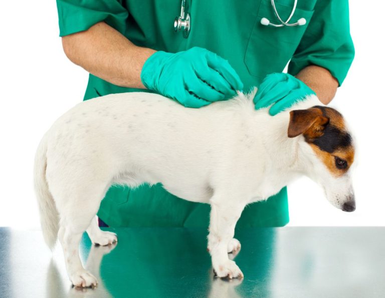 Identifying and Treating Parasites in Dogs | Dog Insider