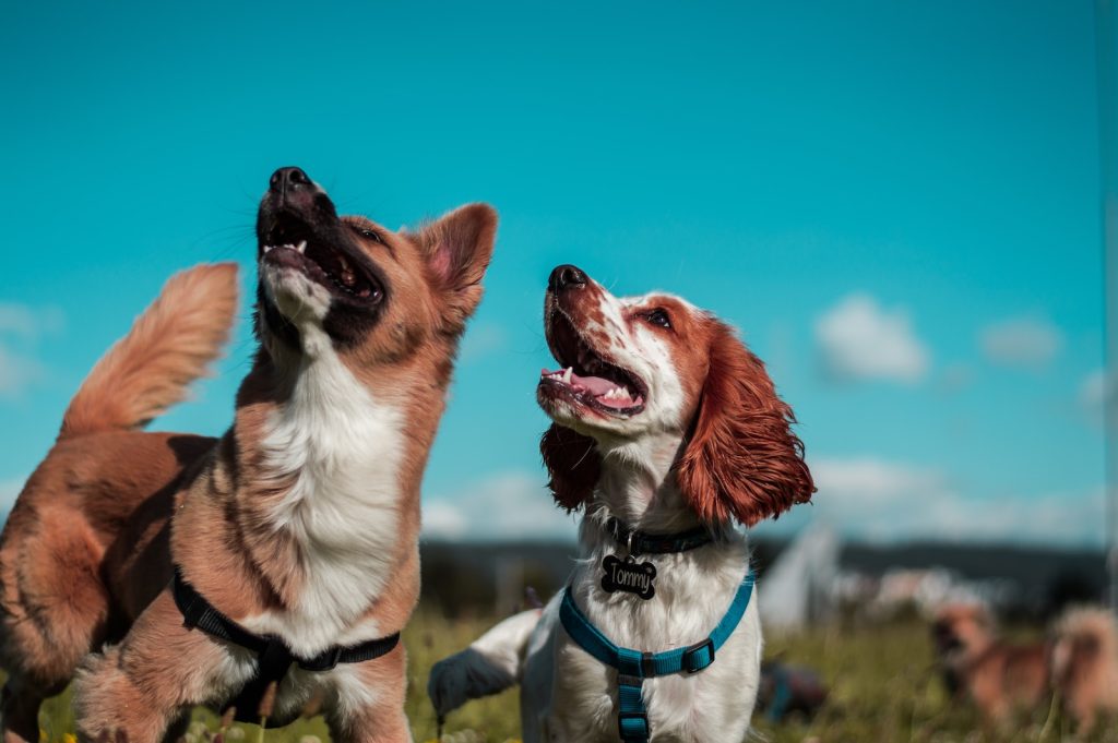 Mental Health for Dogs: Recognizing and Addressing Anxiety and ...