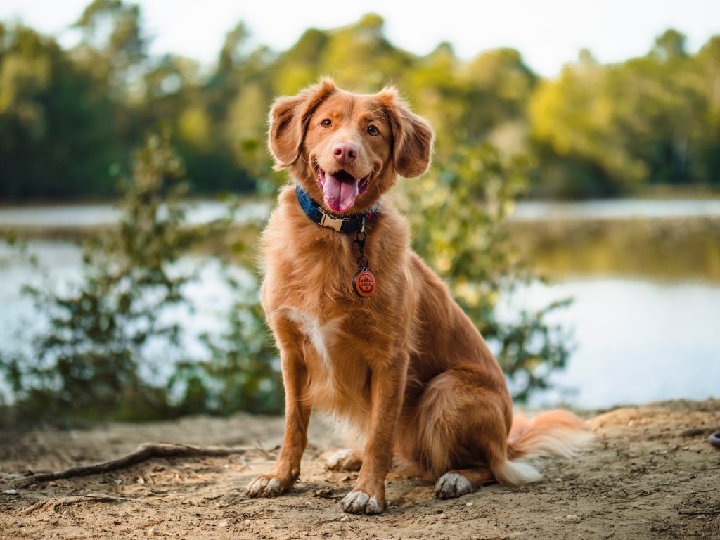 The Benefits of Iron Supplements for Your Dog's Health | Dog Insider