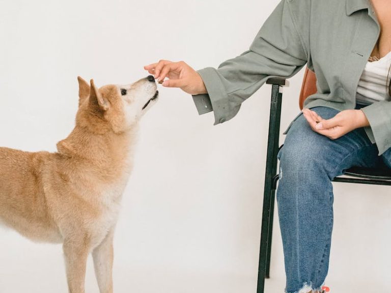 The Best Foods to Treat Your Dog for Training | Dog Insider
