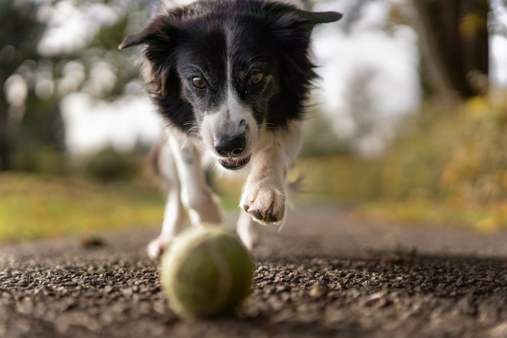 The Importance of Chromium for Your Dog's Health | Dog Insider