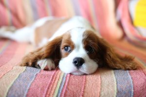 The Importance of Magnesium for Your Dog's Health | Dog Insider
