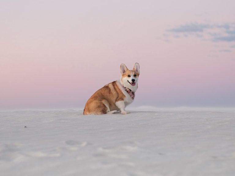 The Role of Calcium in Your Dog's Diet | Dog Insider