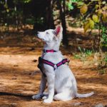 Understanding the Different Types of Dog Training Methods | Dog Insider